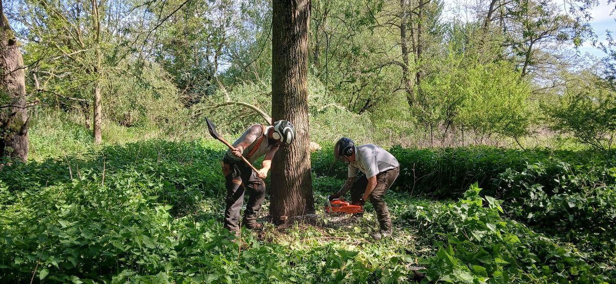 From Shakespeare's Woods to the Wicket: Soulton willow trees felled for ...