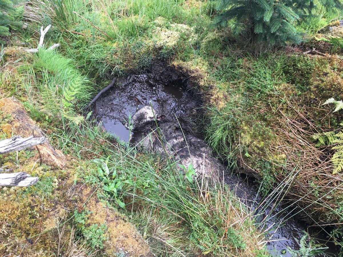 Sheep submerged in bog is rescued by RSPCA | Shropshire Star