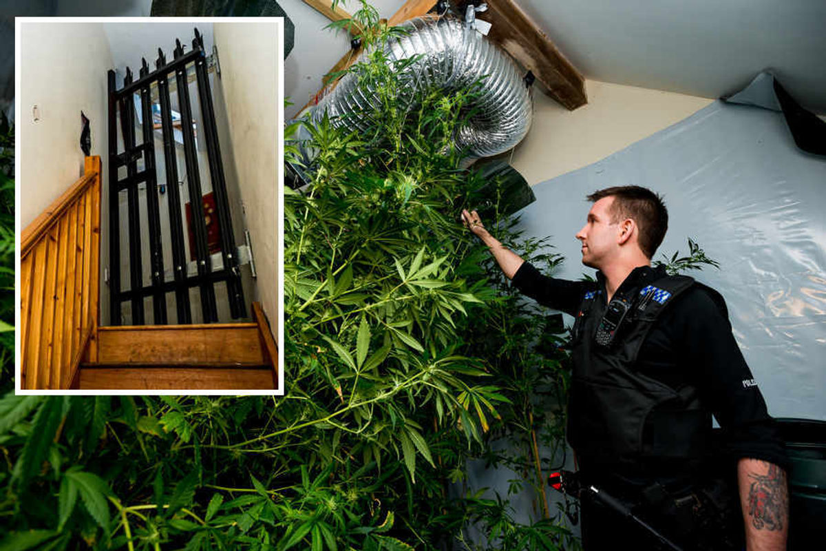 In pictures: Huge cannabis plants worth £40,000 seized by Telford ...