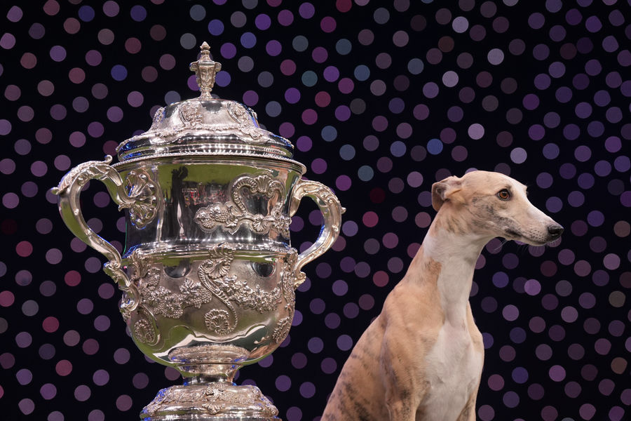 Crufts 2025: Meet the best in show winner Miuccia the whippet! But Sofia the Shropshire Papillon ...