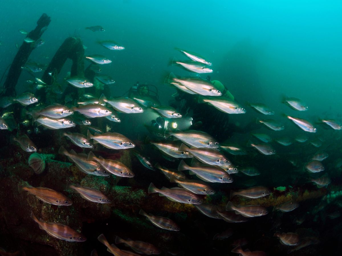 Call to end overfishing to save British fish supper as key stocks face ...