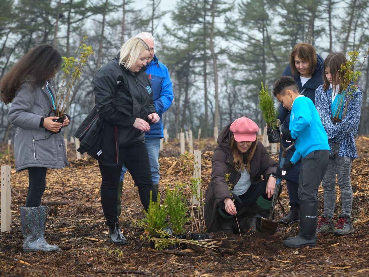 More than 4,000 trees being planted at wood in Sutton Coldfield ...