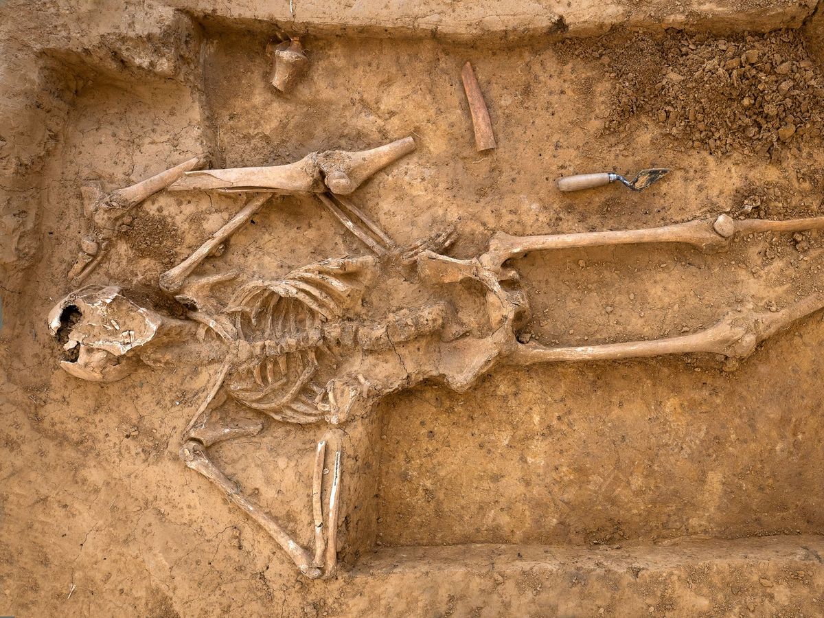 Archaeological dig at site of Battle of Waterloo to find remains of ...