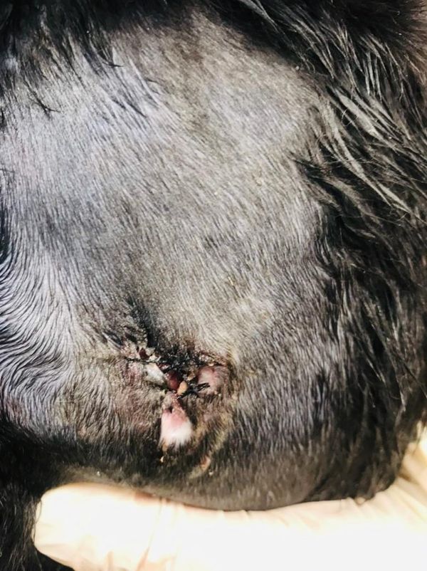 Woman banned from keeping animals after 'inhumane' botched attempt to ...