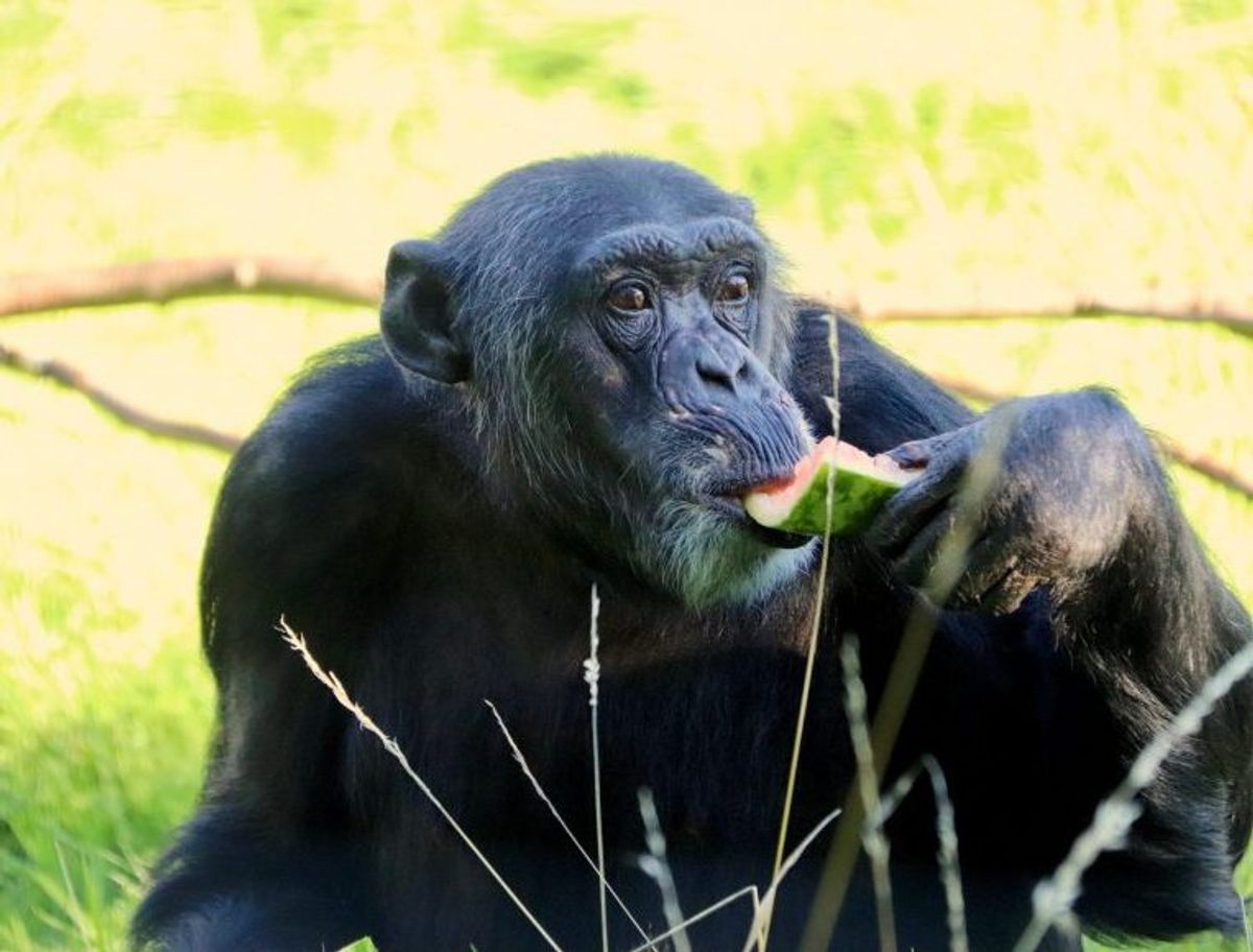 Zoo puts out request for sheets and bedding for primate population | Express & Star