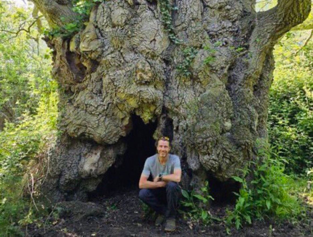 Martin makes a pilgrimage of ancident trees in a cross Britain walk ...