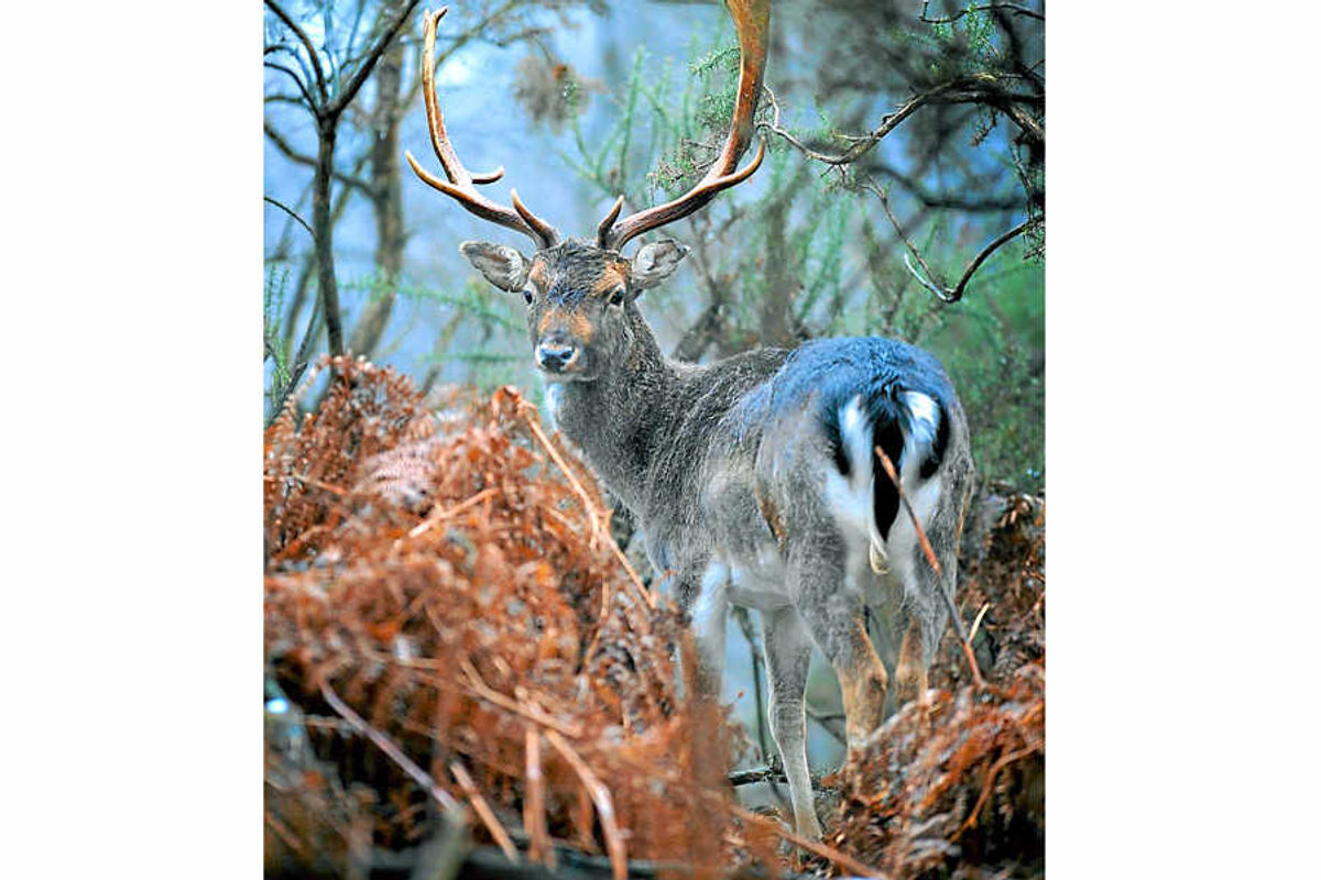 Deer numbers on Cannock Chase are up in one of harshest winters for ...