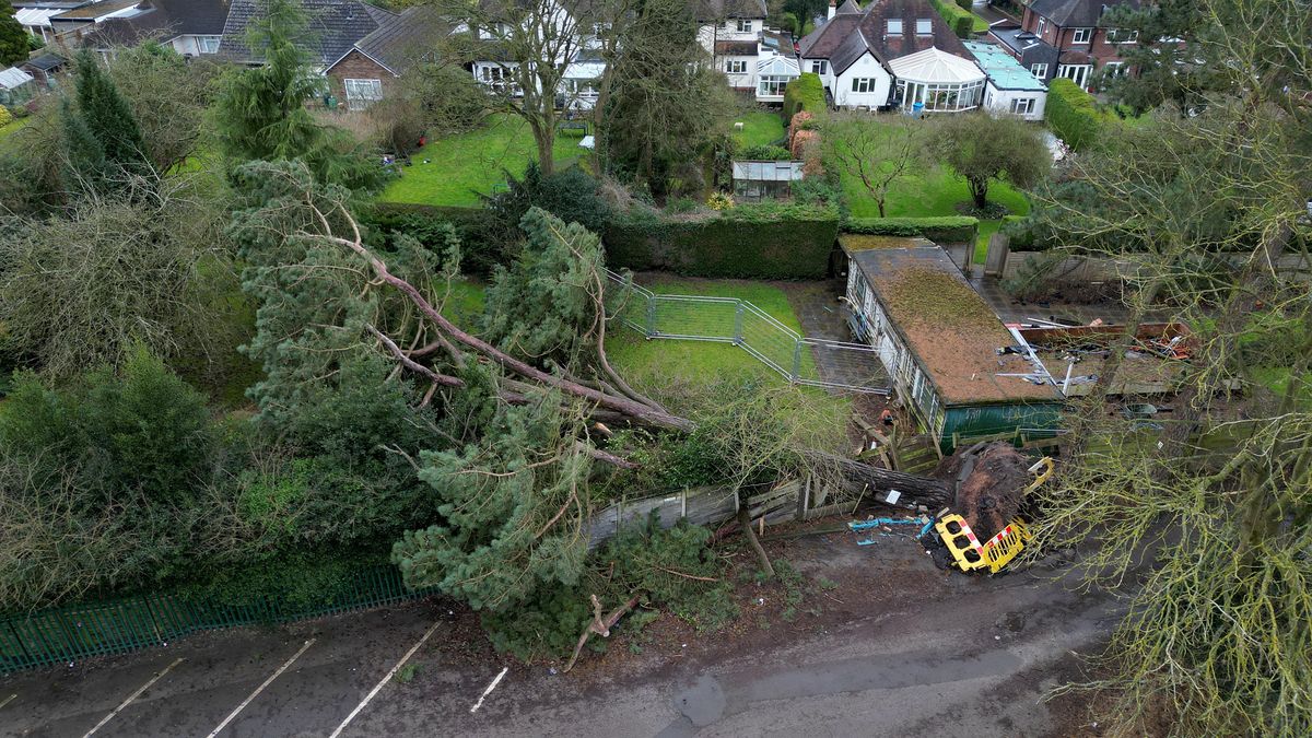 50-tonne tree due to be removed after it fell in two gardens near ...