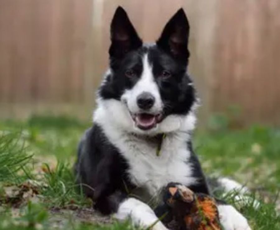 Meet 60 adorable dogs waiting in the West Midlands for their 'forever ...