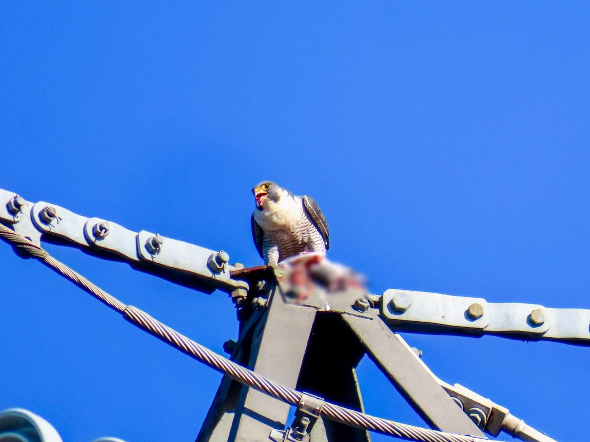 Fast food: World's quickest creature spotted eating a gull for ...