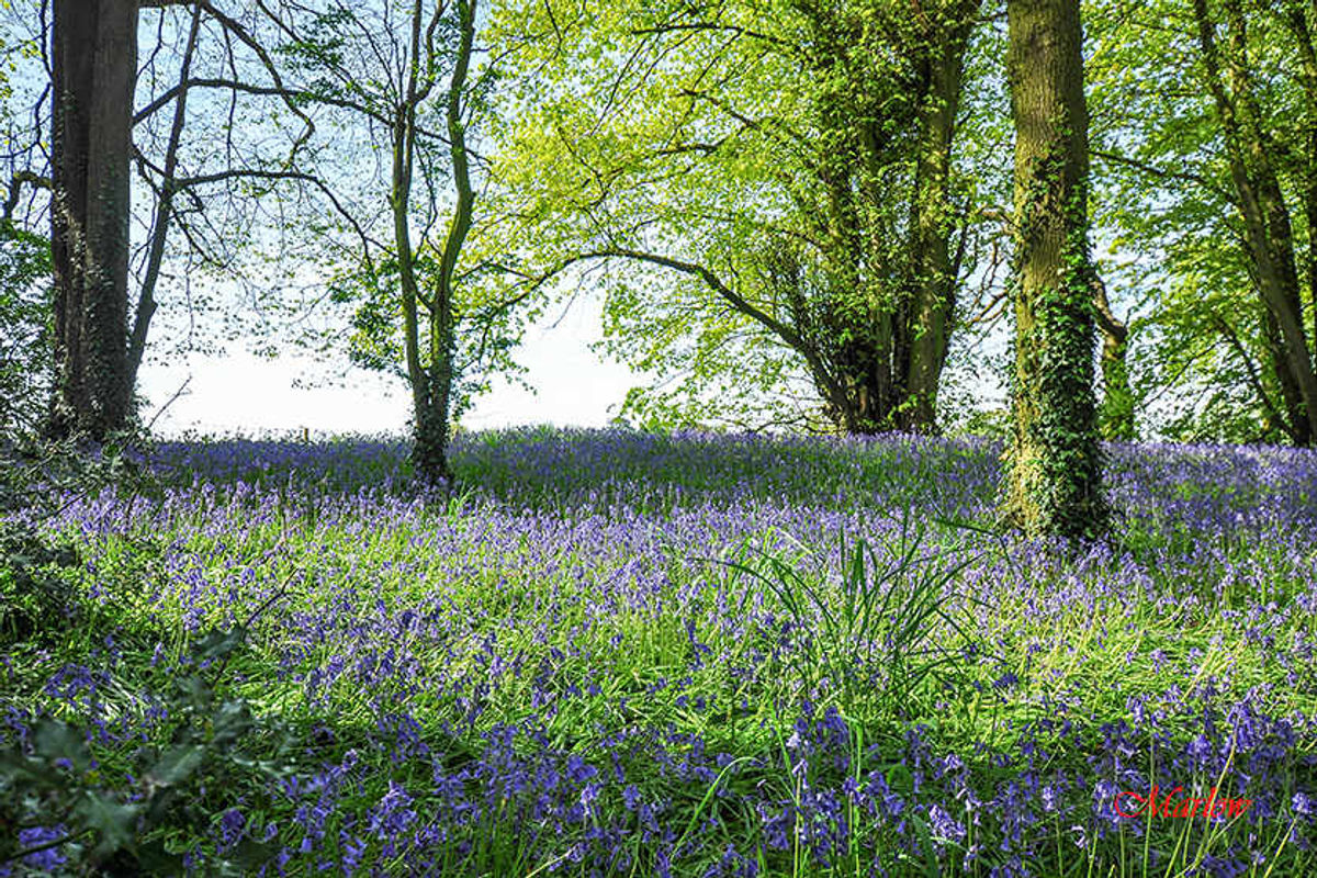 Spring | Express & Star