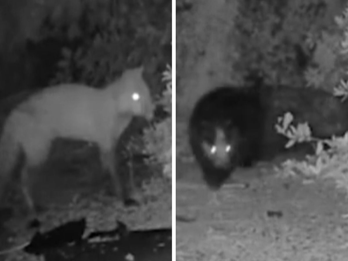 Watch: Nature cam films cheeky badger chasing fox around West Bromwich ...