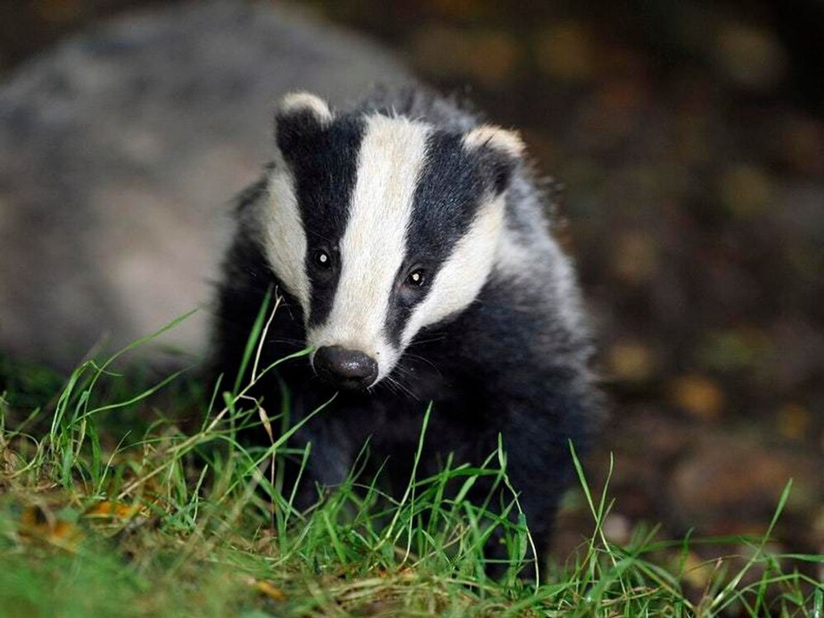 Mike Lockley on badgers – are they a wonder of nature or a disease ...