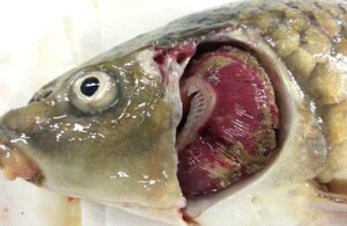 'This is our worst nightmare': South Shropshire fishing pools closed ...