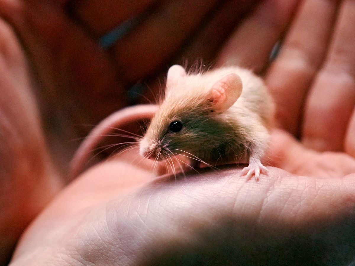 Multiplying mice give animal shelter a great big headache | Express & Star