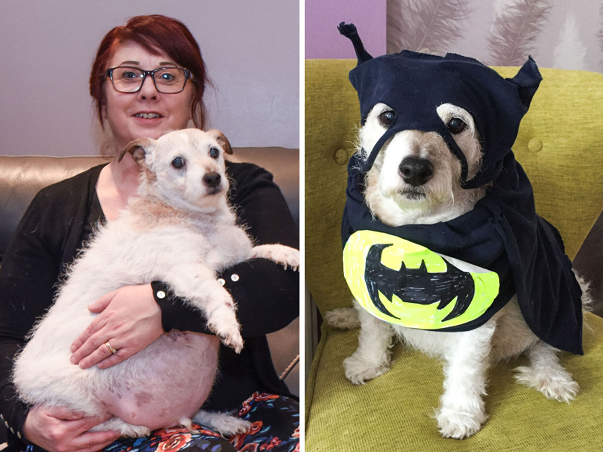 Meet the fat Jack Russell from Wolverhampton who's become an internet ...