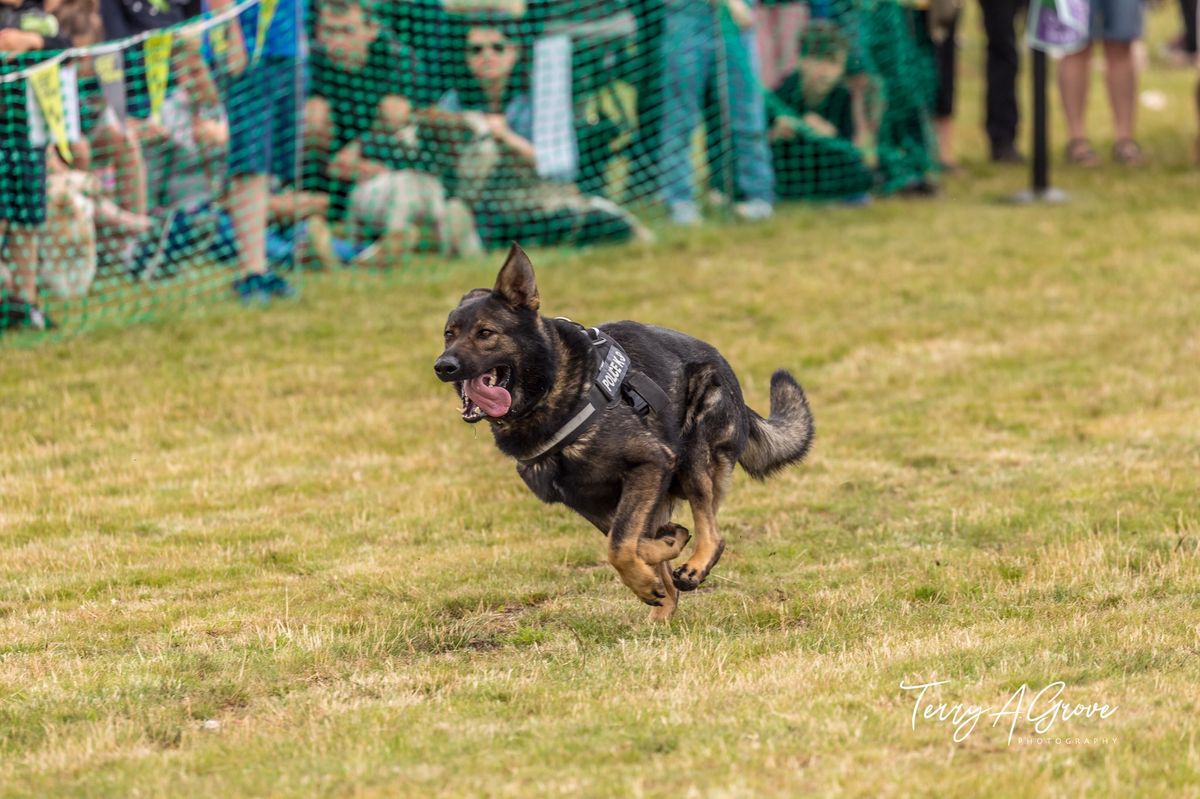 Round of 'a-paws' as police dog Archer retires after seven years ...