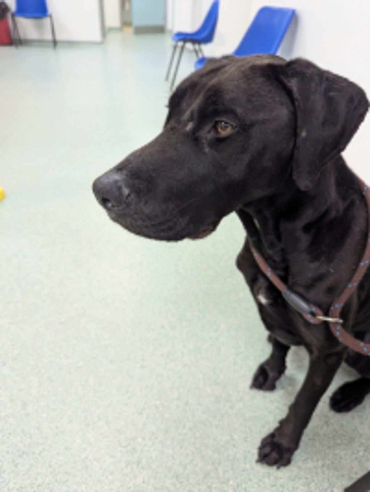 'It’s particularly sad' - London dog found abandoned rummaging through ...