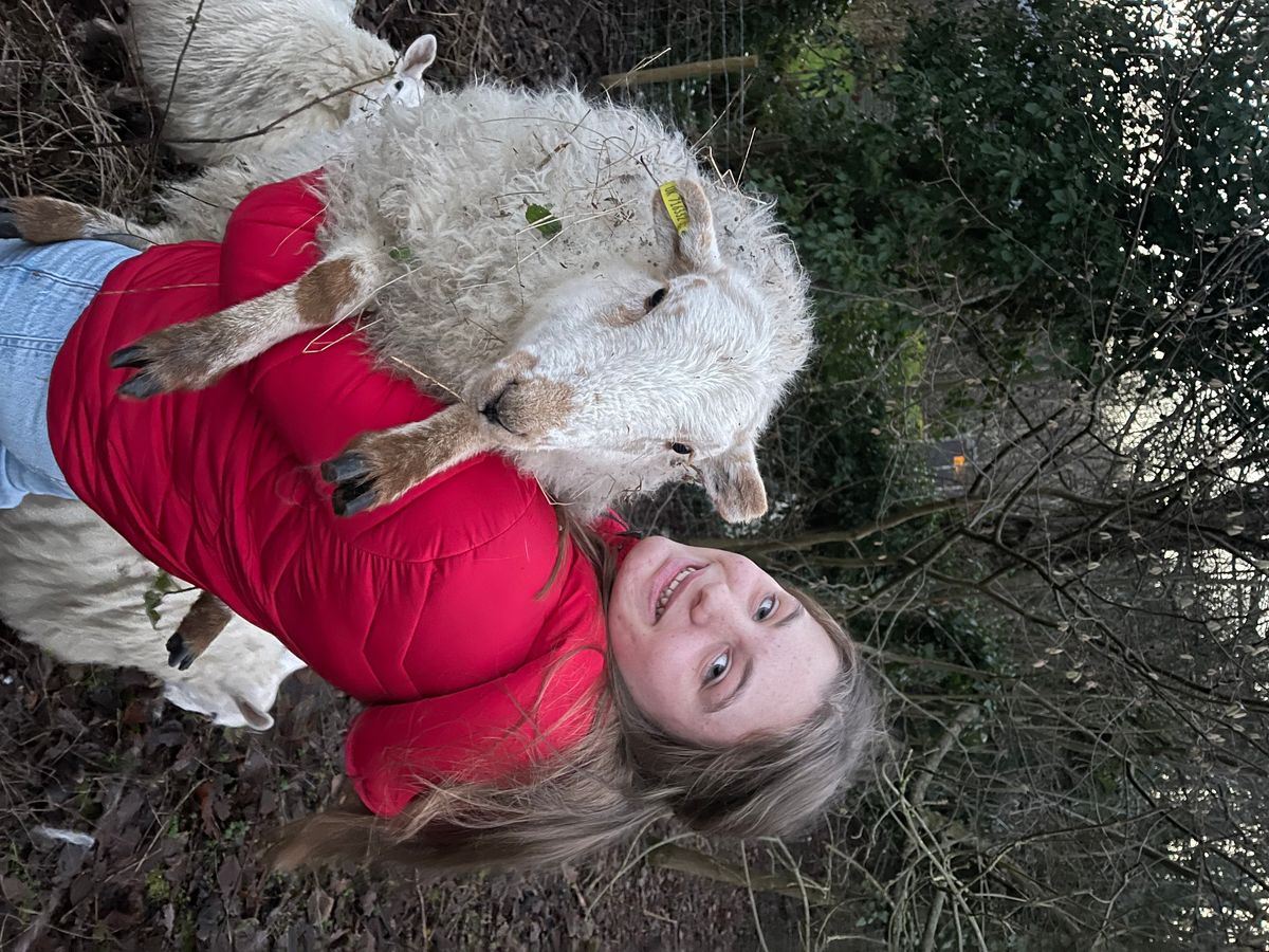 Runaway sheep return home from woolly adventure thanks to Star readers ...