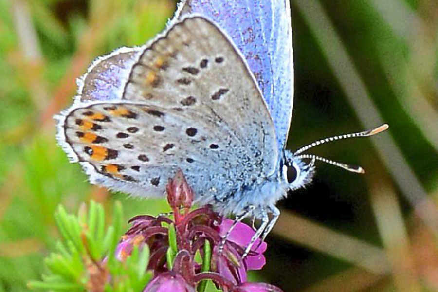 Rare butterfly thrives on county heathland | Shropshire Star