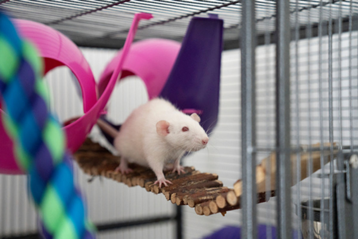 World Rat Day celebrates the kindness and intelligence of ‘unloved’ pet ...