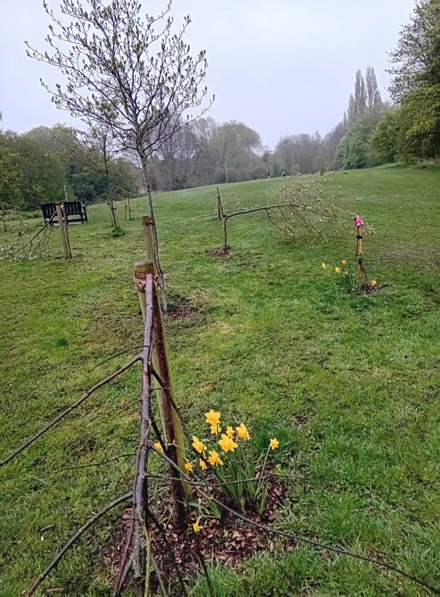 More heartbreak in Newport as dozens of trees snapped and orchard ...
