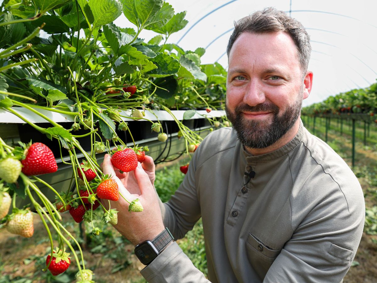 Future of British berry-growing sector ‘hangs in balance’ | Shropshire Star