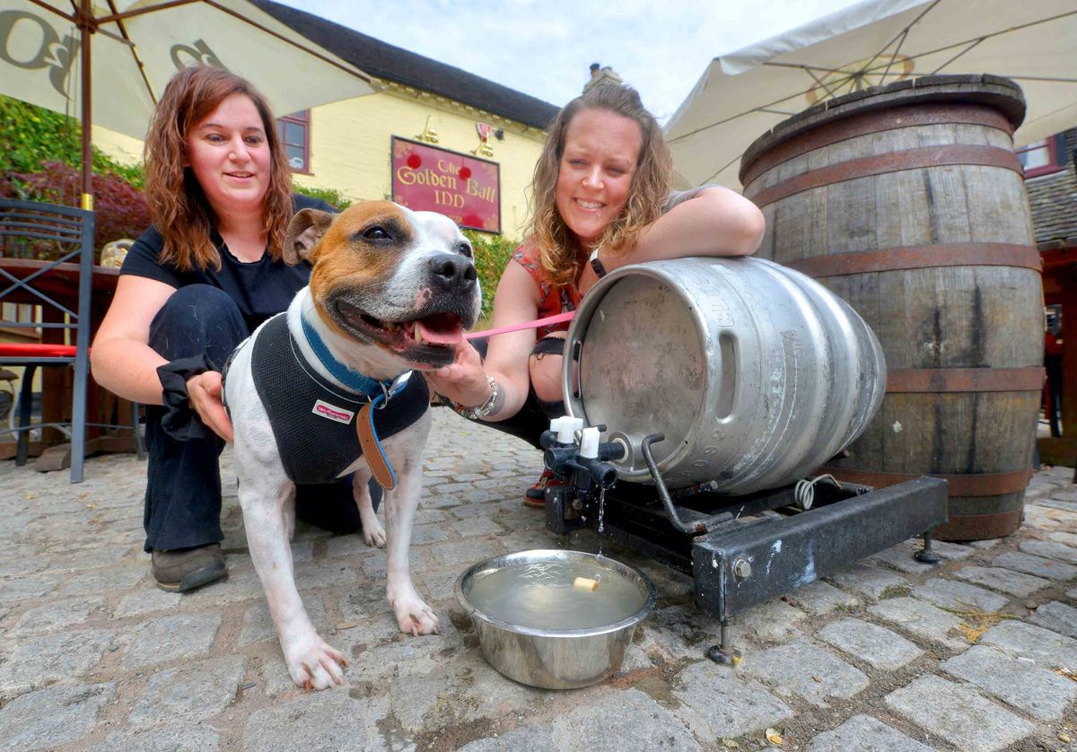 Hair of the dog! Ironbridge pub provides watering hole for thirsty ...