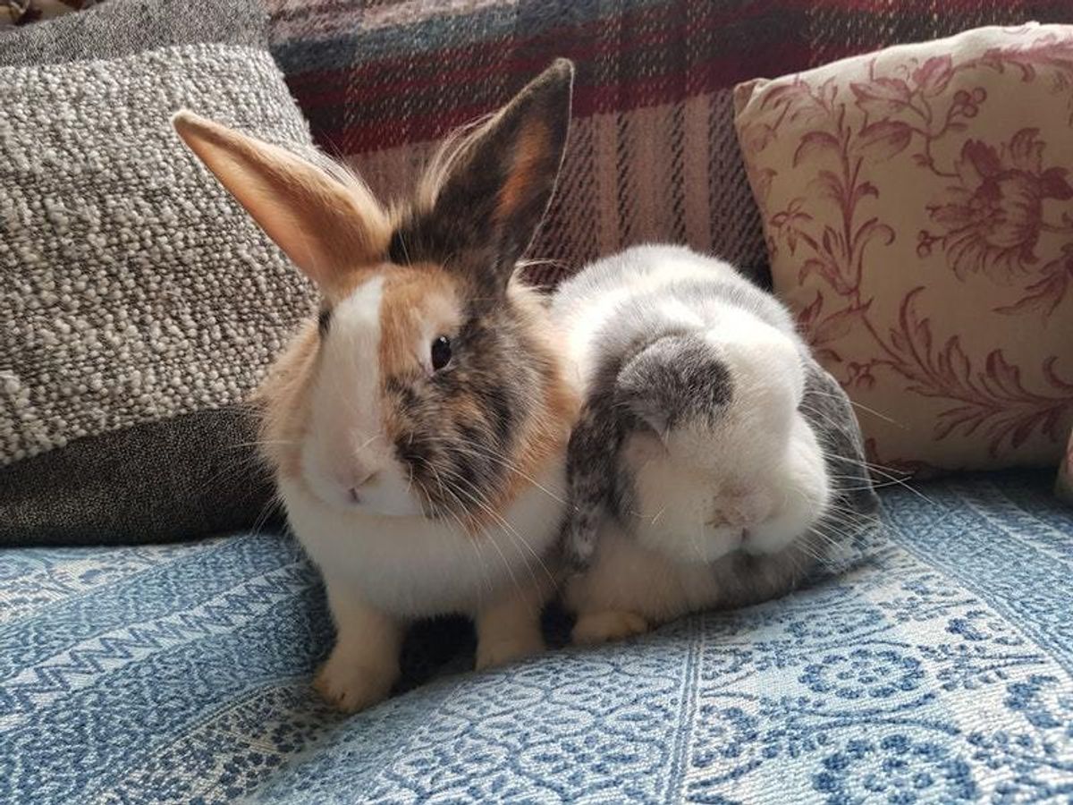 Rabbits domestication story a bit of a leap, researchers say ...