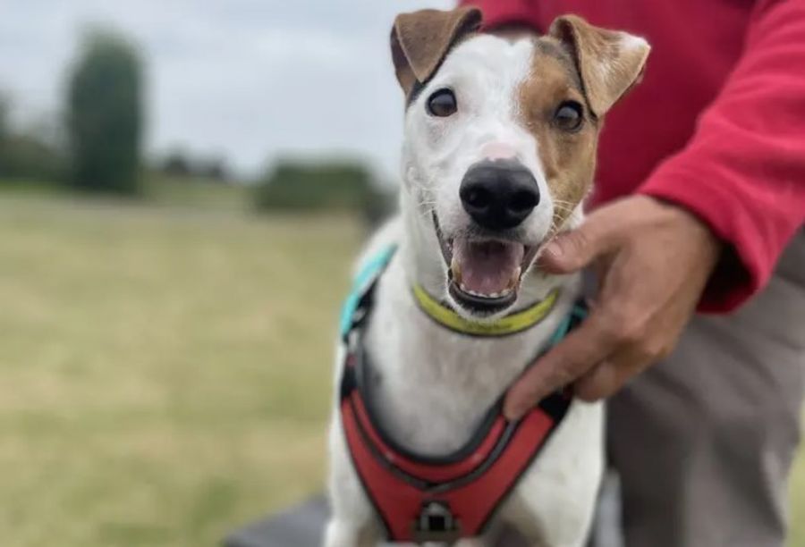 7 adorable dogs looking for their forever homes in Shropshire this week ...