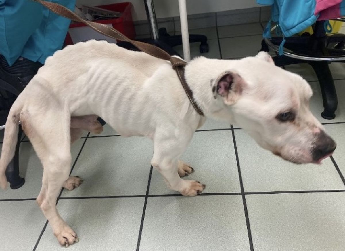 Dog found in 'pitiful condition' has Christmas wish come true after ...