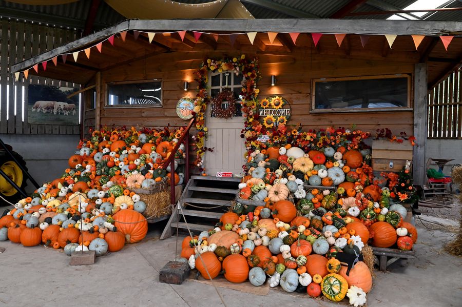 Pumpkin picking in Shropshire: 13 of the best farms and patches to visit in time for Halloween ...