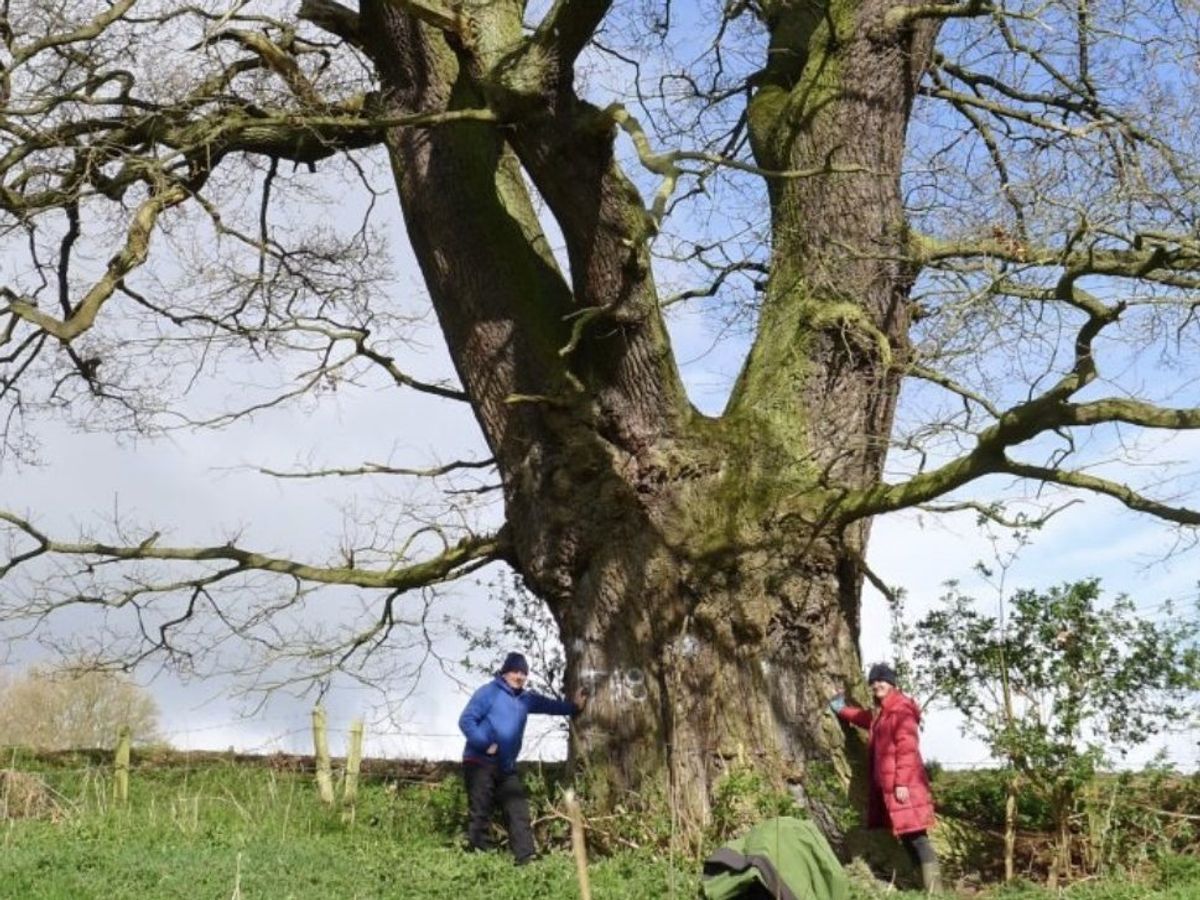 Petition to save 'Darwin's Oak' passes 11,000 signatures | Shropshire Star