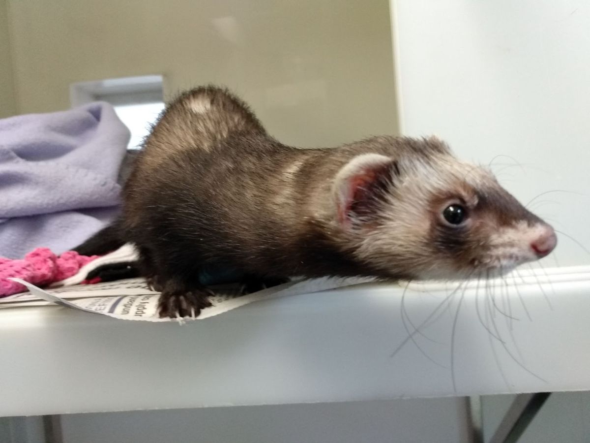 Ferret found running around Matalan in Smethwick | Express & Star
