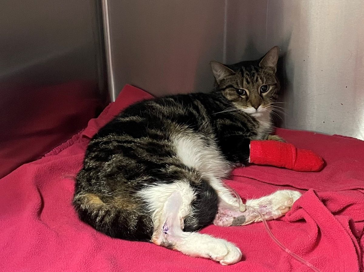 Wolverhampton cat saved by PDSA vets after suspected road accident ...