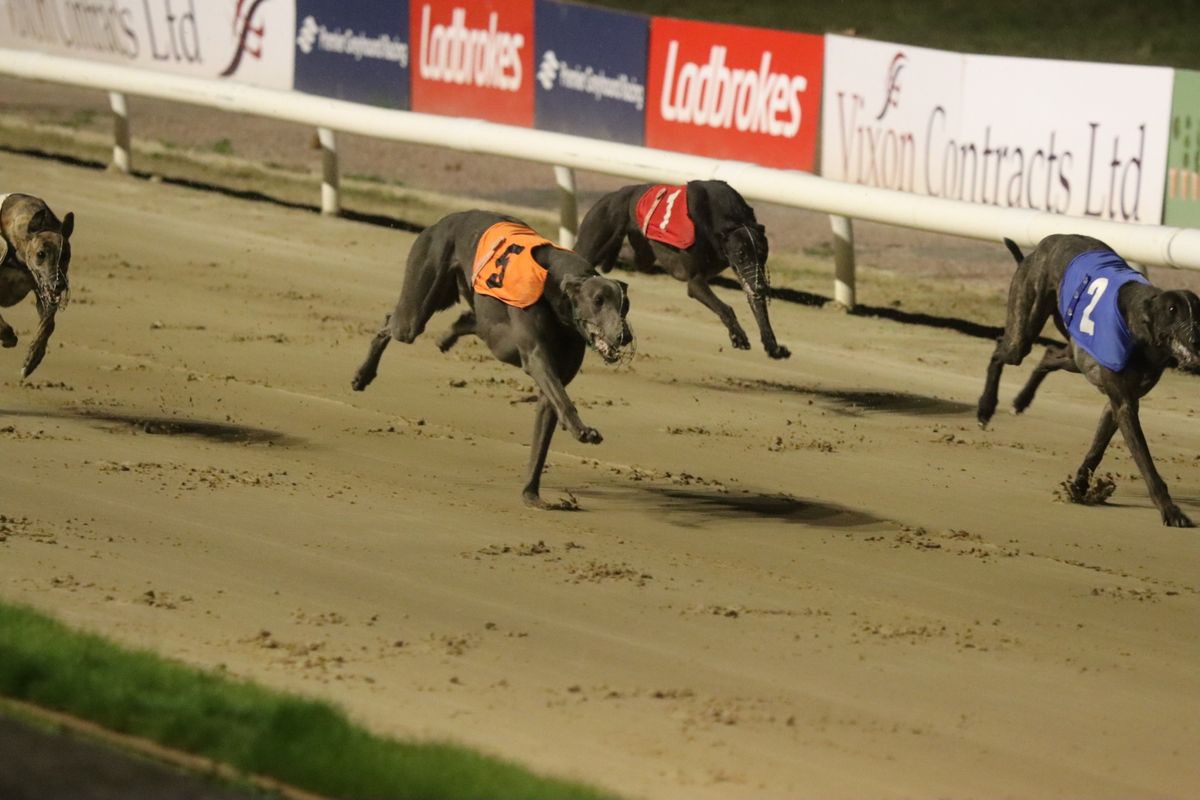 Greyhounds: Billingham-Hine looking to do good with Do Gooder at ...