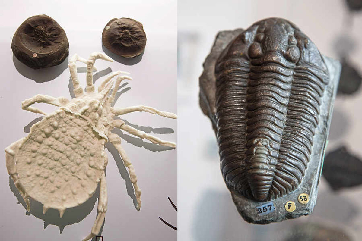 Dudley Bug in pride of place at museum | Express & Star