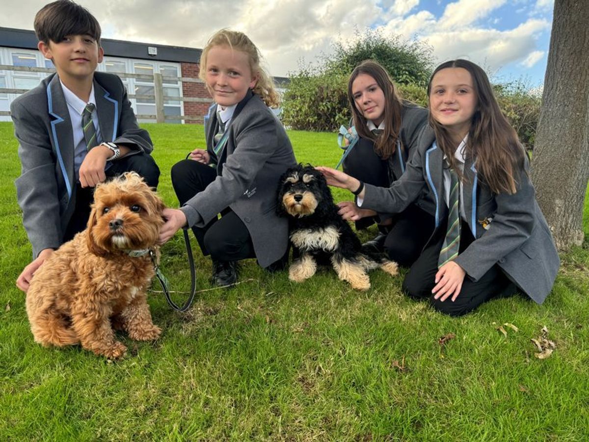 Meet Arlo: School welcomes second therapy pup to staffing rota ...
