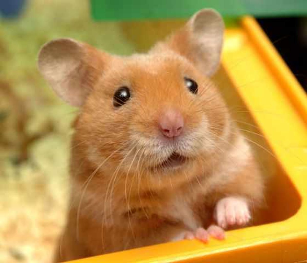 Firefighters in hamster rescue | Shropshire Star