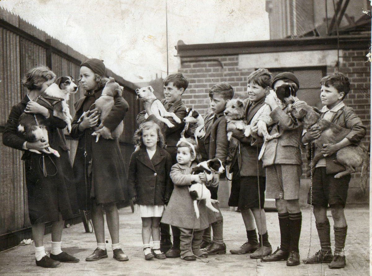 Telford-based PDSA's century of helping sick animals | Shropshire Star