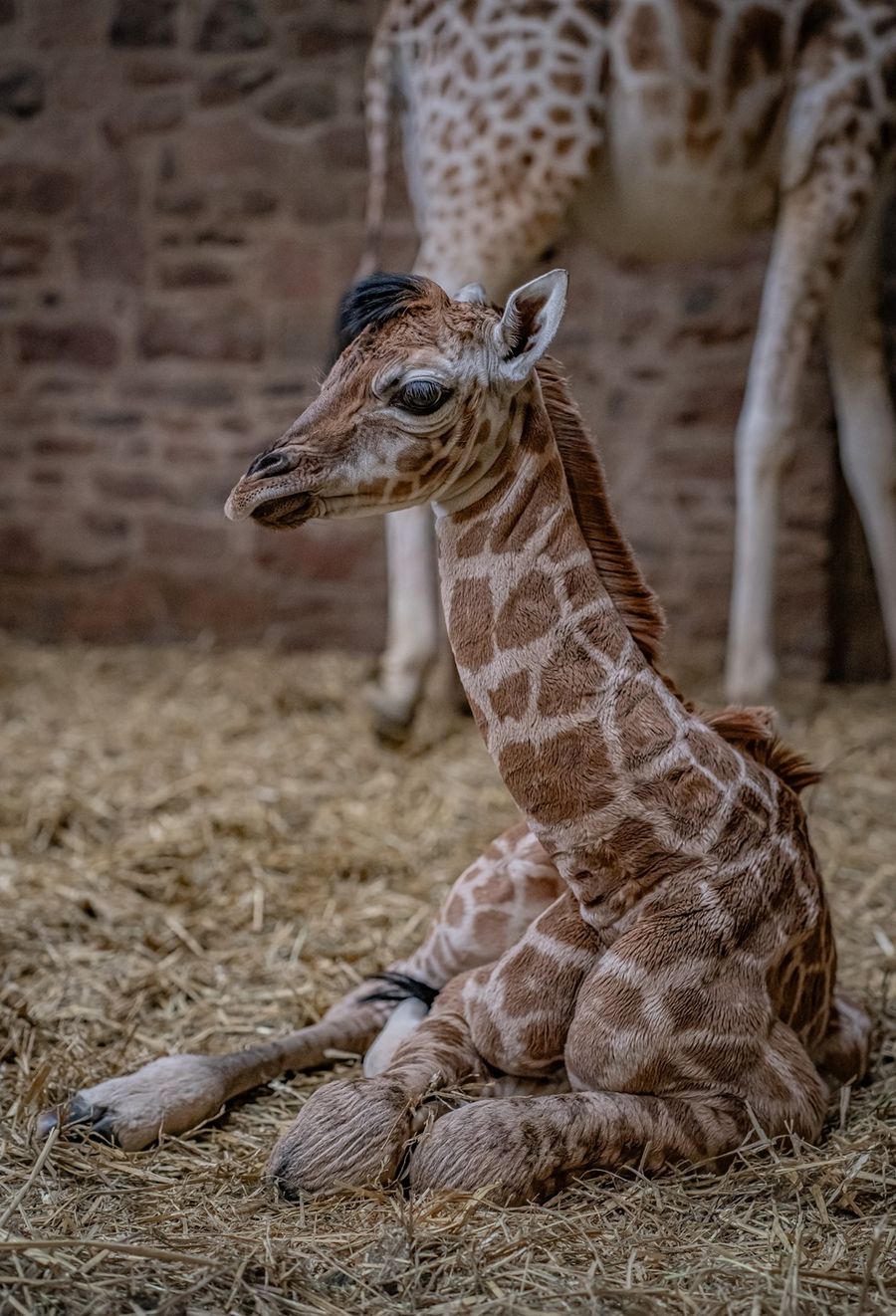 Watch as cameras capture the rare moment baby giraffe is born at ...