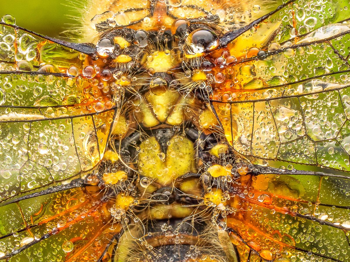 Five incredible images of dragonflies glistening in Shropshire sunlight ...