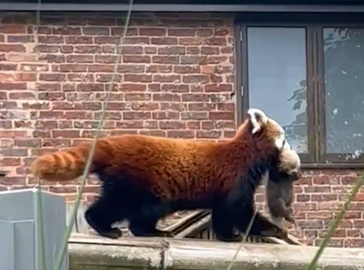Delight for keepers as rare red panda born at safari park | Shropshire Star