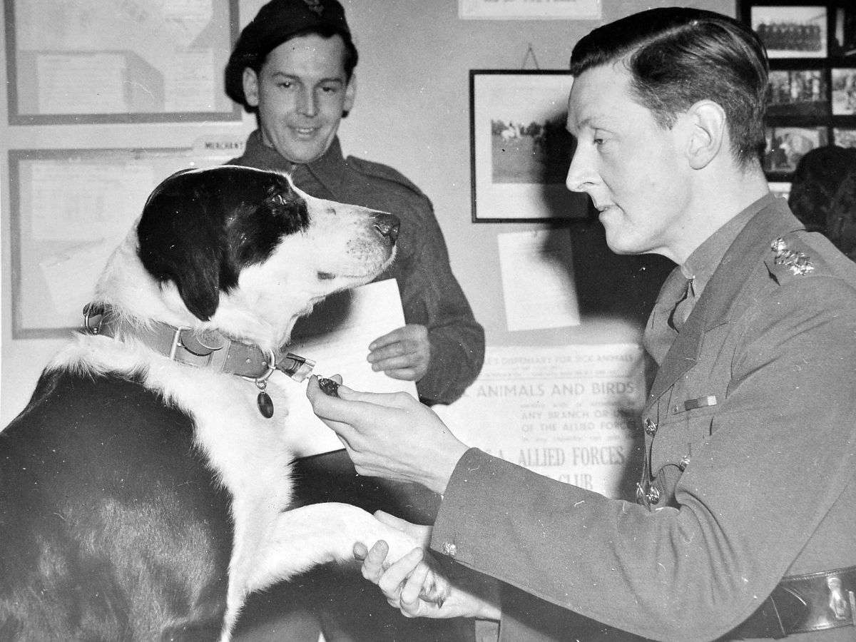 Medals awarded to incredible SAS parachute dog expected to raise more ...