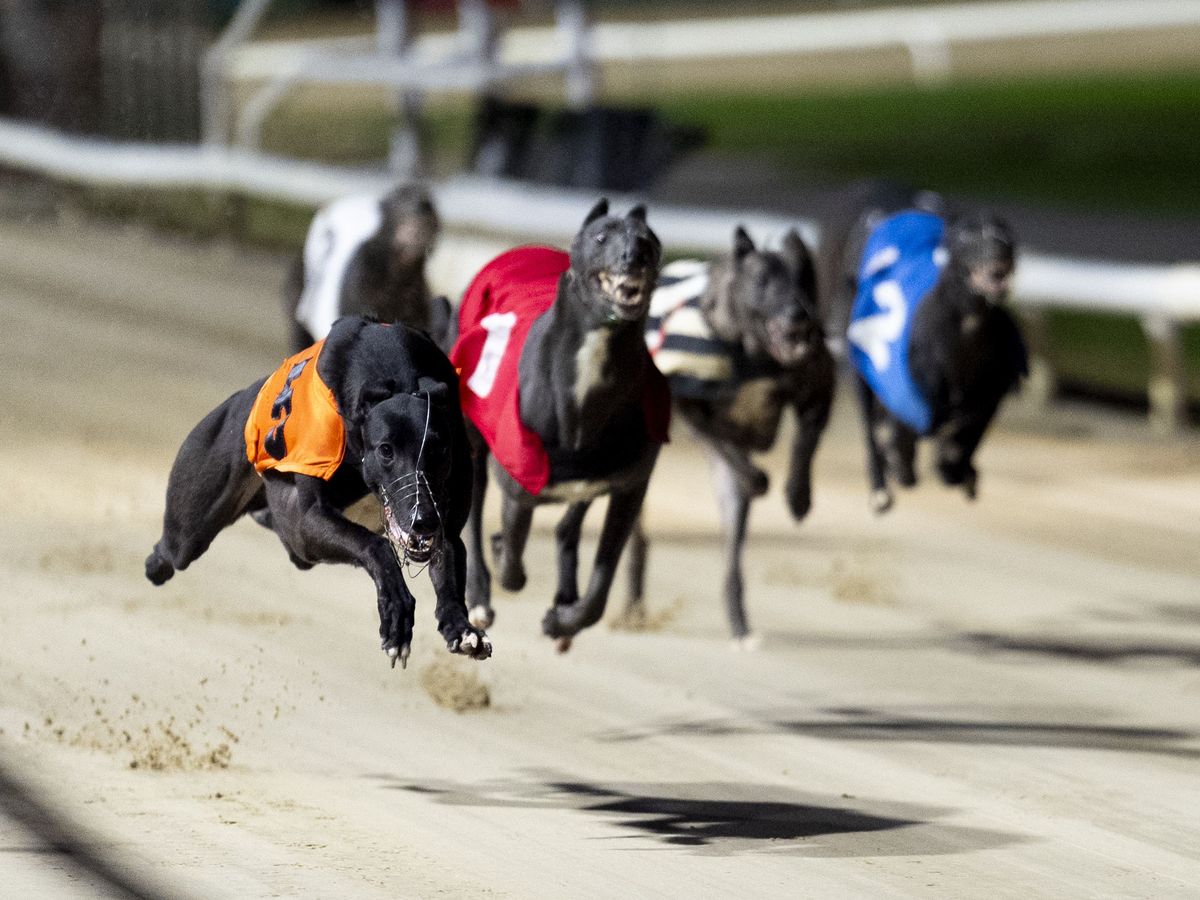 Ban on greyhound racing to come in ‘as soon as practicably possible’ in ...