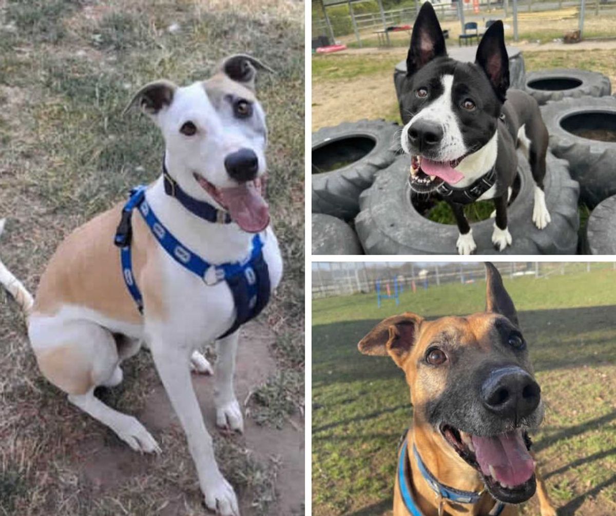 RSPCA issues appeal for adopters with record number of dogs in care ...