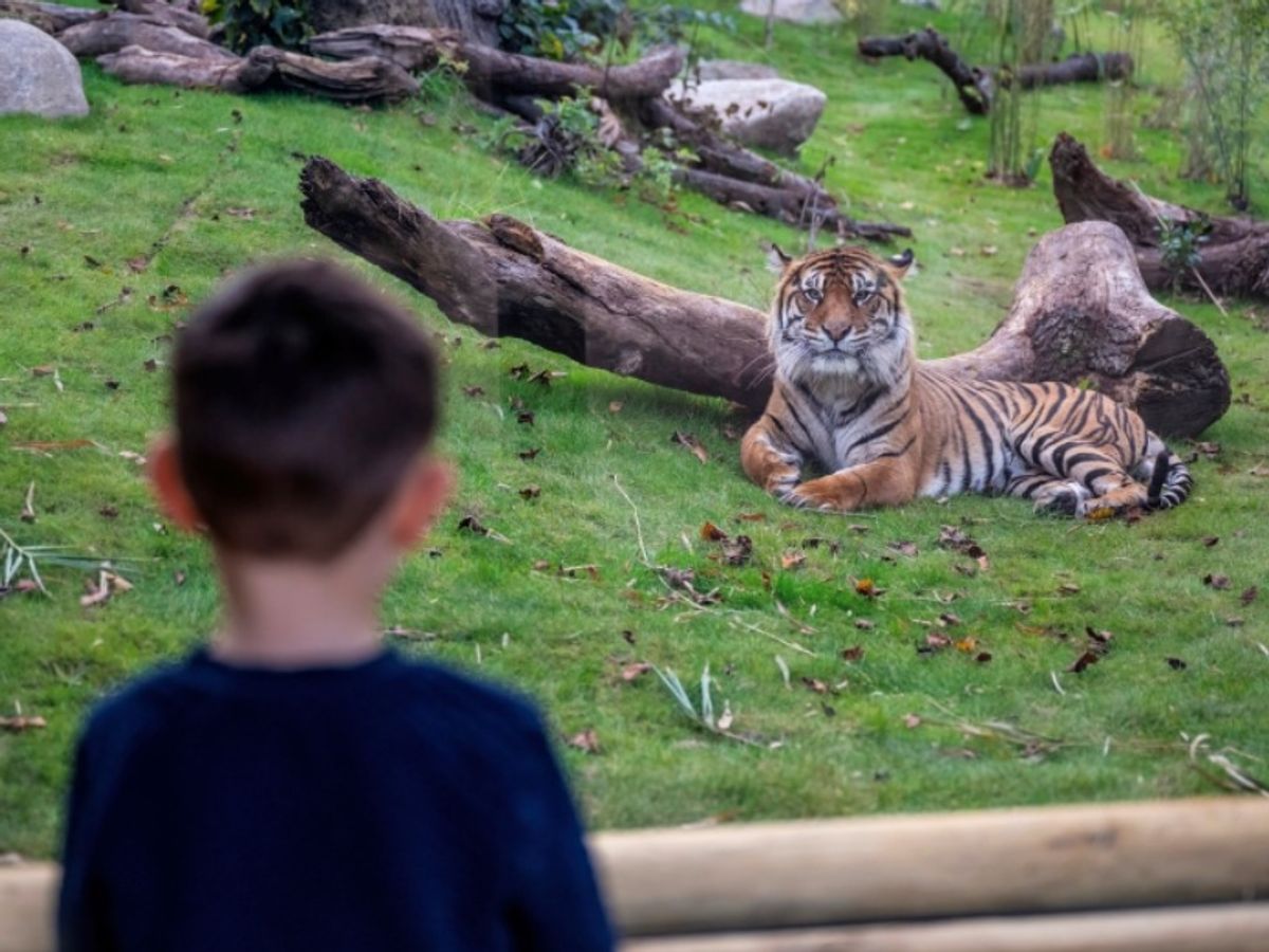 We stayed in West Midlands Safari's Tiger Lodge and were stunned by a ...