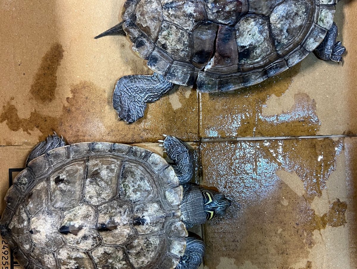 Turtles 'left to die' after being thrown in Gornal pub car park skip in ...