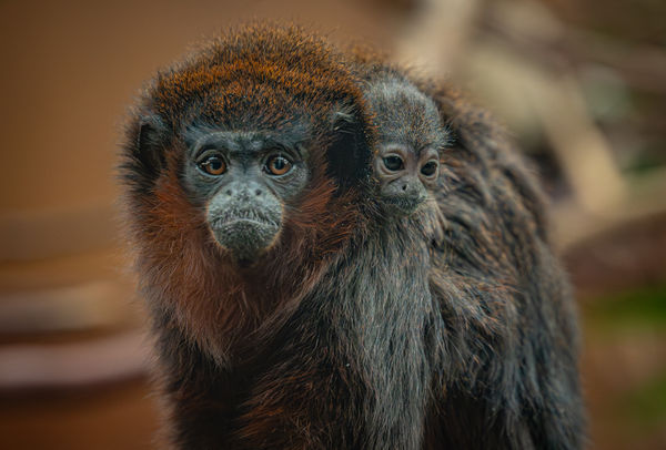 Watch: Birth of rare monkey 'no bigger than a golf ball' makes history ...