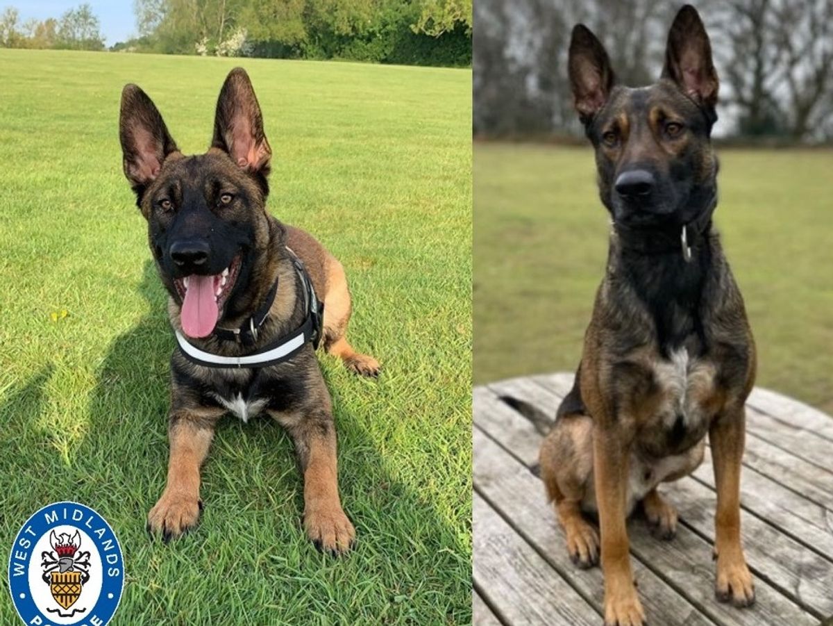 Police dog sniffs out violent disorder suspect hiding in loft in ...